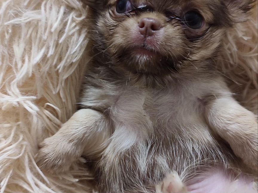 Щенки чихуахуа мини