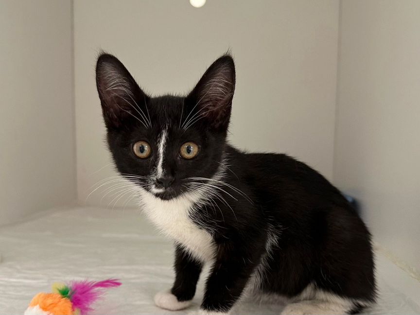 Котенок в добрые руки