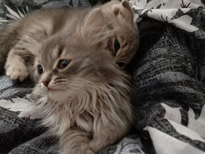 Котята
