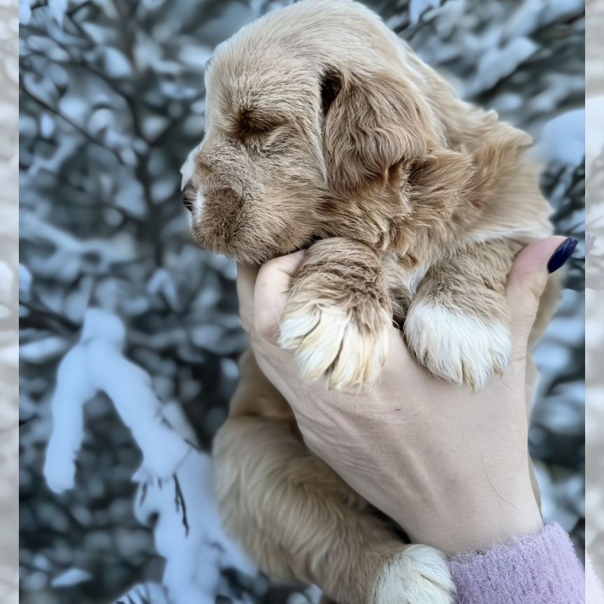 Тибетский мастиф, щенок