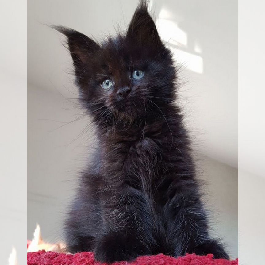 Котята помесь мейнкуна