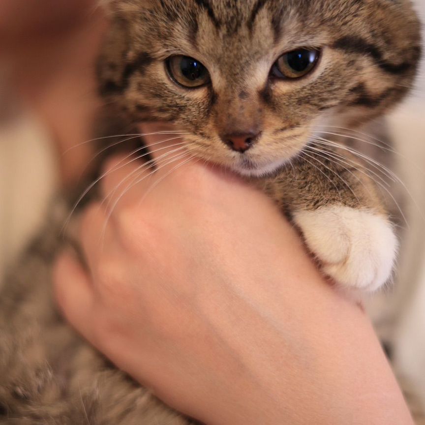 Милая девочка игривая