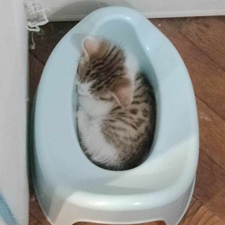Котенок микроб (комар двузубый)