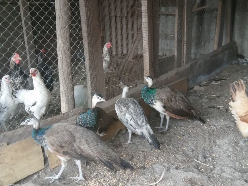 Павлинята, утка Кряква, индо-ути