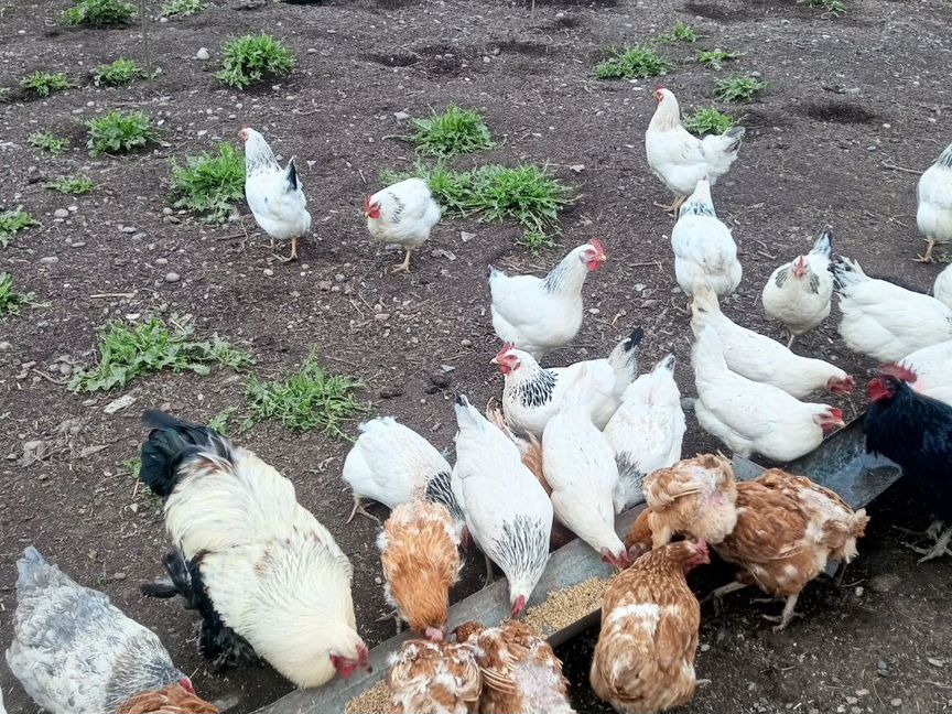 Куры молодки несушки серебро легорн