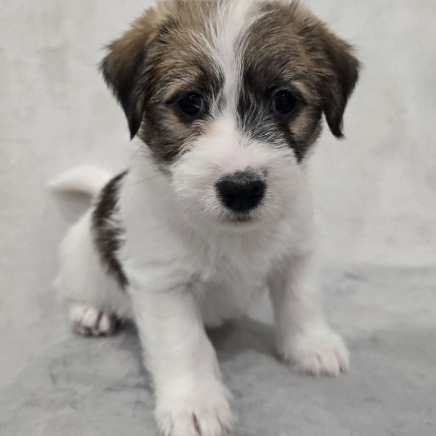 Джек-рассел-терьер, щенок