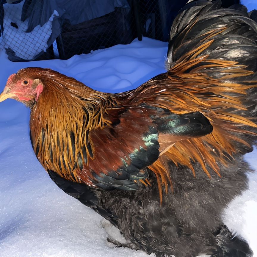 Молодые петухи породы "Брама"