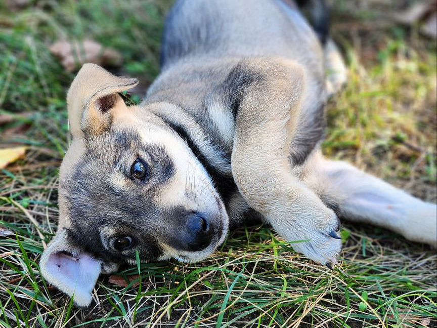 Марс ищет дом