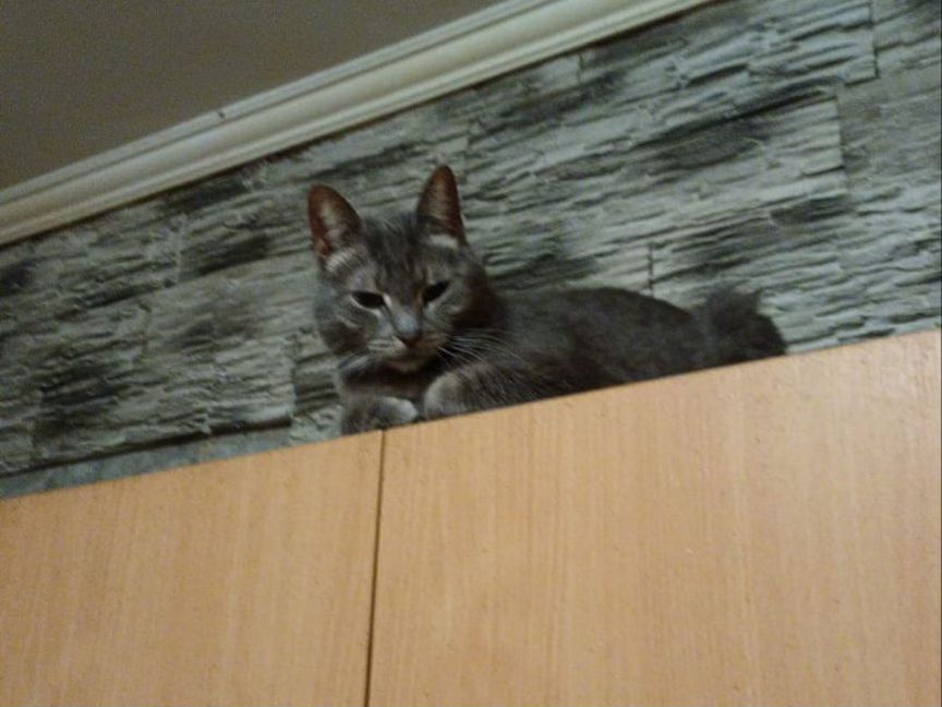 Кошка Даша ждёт своего человека