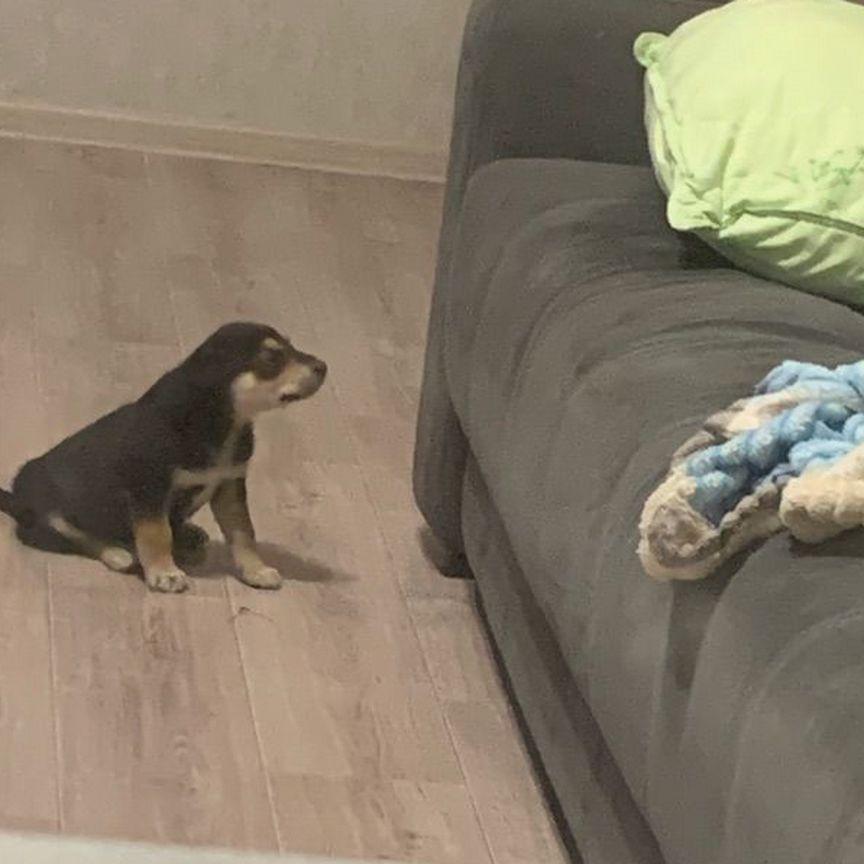 Щенки дворняжки бесплатно