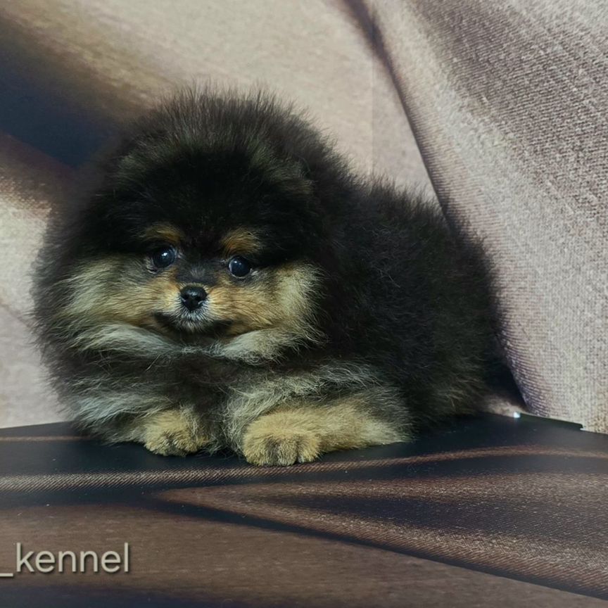 Померанский шпиц, щенок