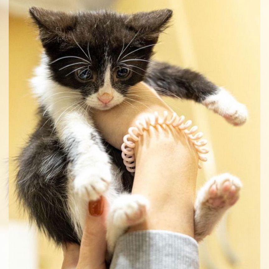 Котёнок в добрые руки