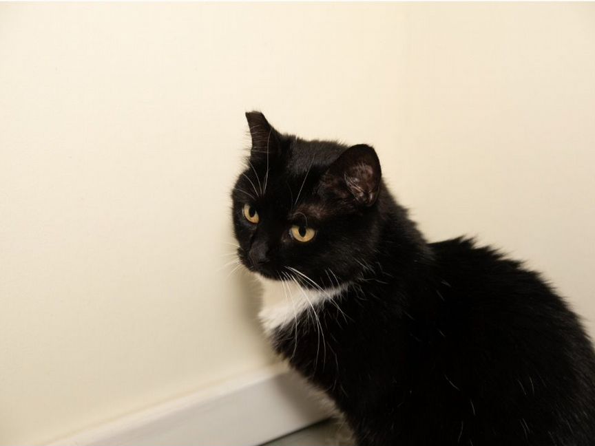 Очень милая скромняшка