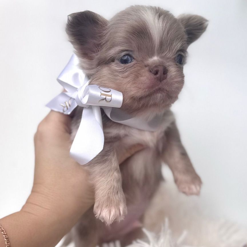 Чихуахуа, щенок