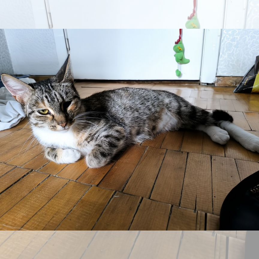 Кошка в добрые руки бесплатно
