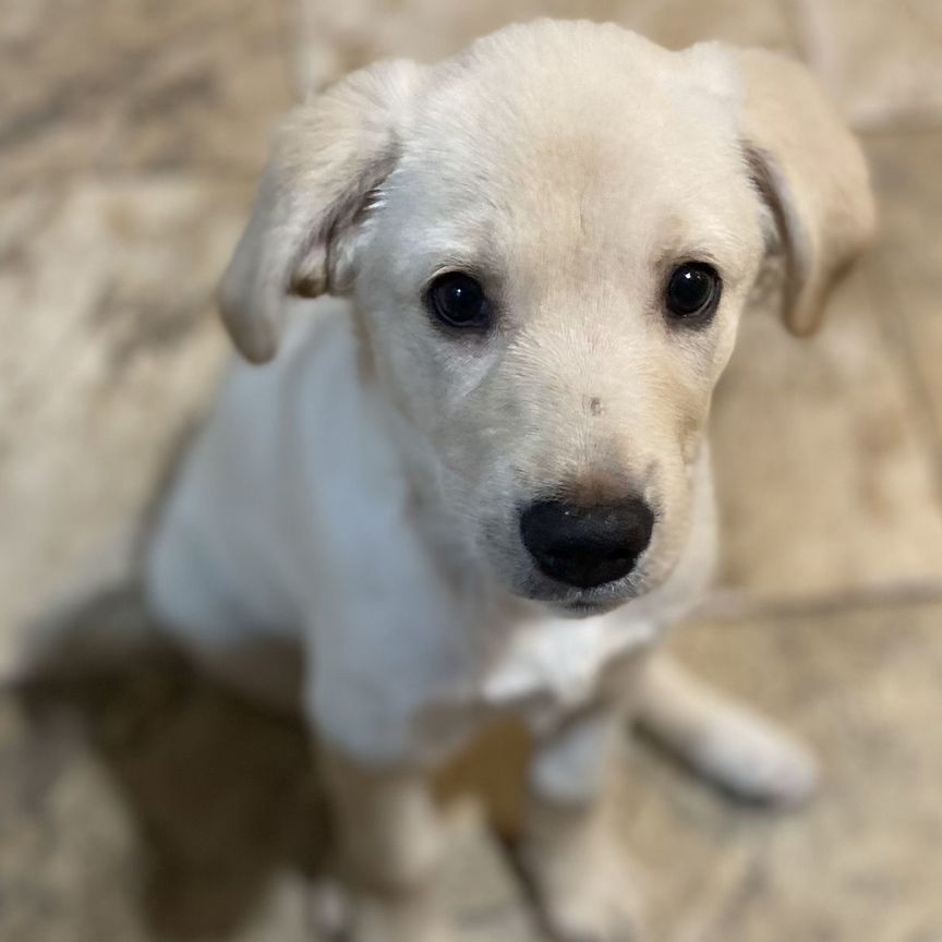 Лабрадор-ретривер, щенок