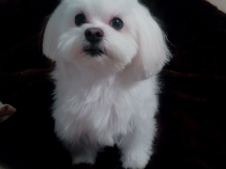 Мальтийская болонка