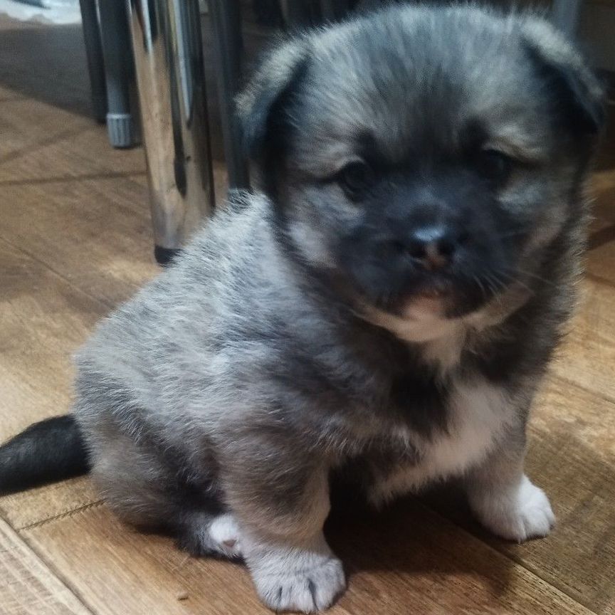 Пекинес, щенок