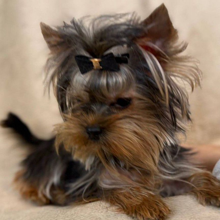 Йоркширский терьер, щенок