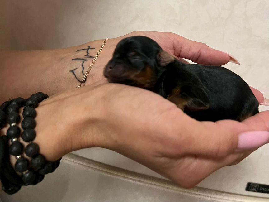 Йоркширский терьер мини щенки