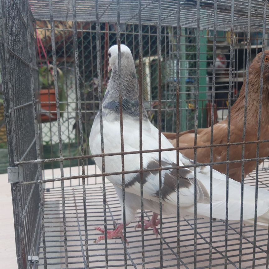 Продажа голубей