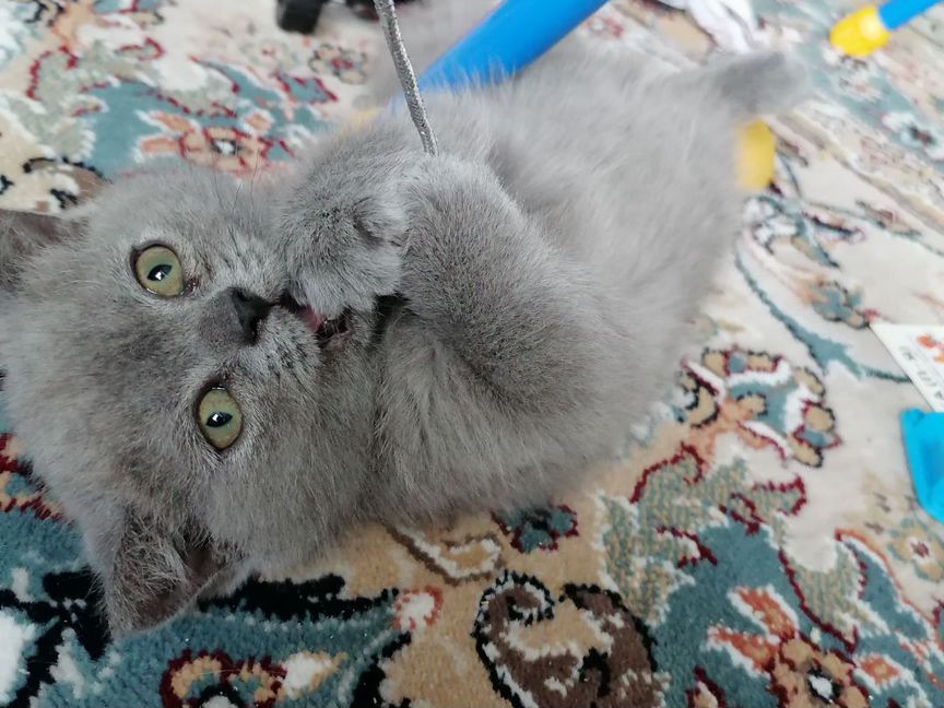 Котенок лилипут, манчкин не стандарт