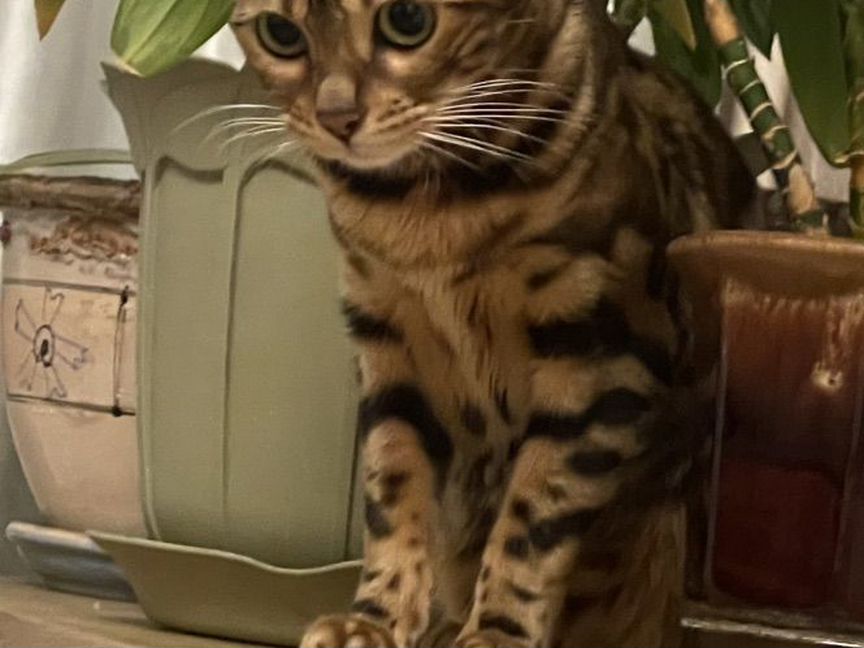 Бенгальские котята