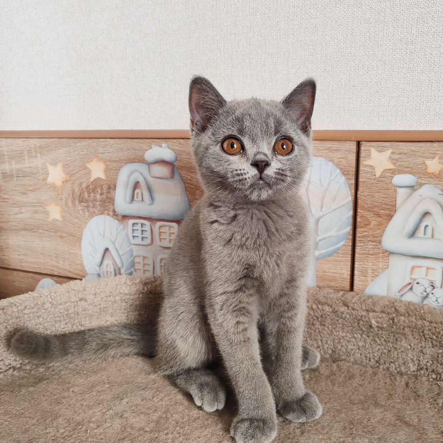 Британские котята