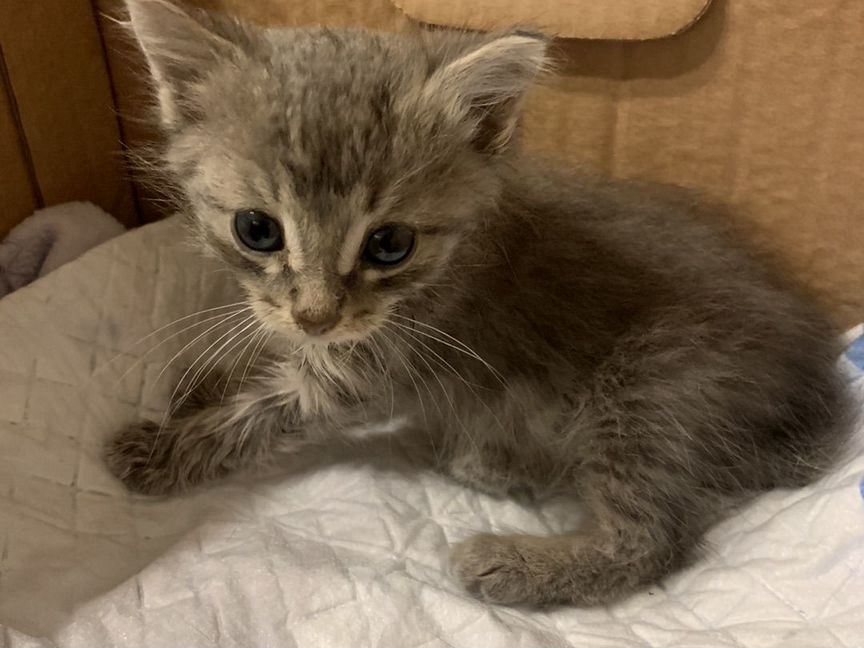 Котенок, 3 недели