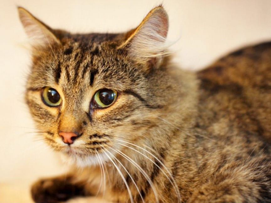 Кошечка Дафна в поисках семьи