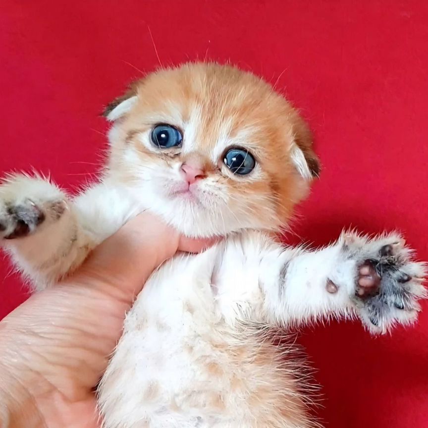 Шотландский вислоухий короткошёрстный котёнок