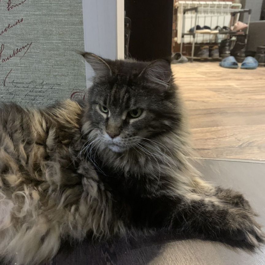 В добрые руки