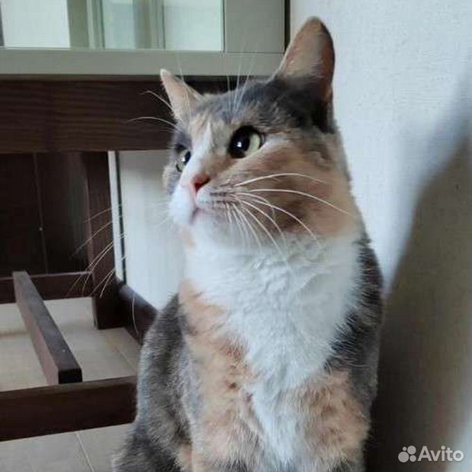 Стерилизована,домашняя кошка
