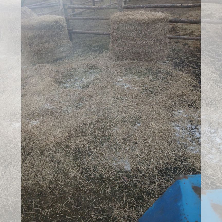 Солома пшеничная в тюках