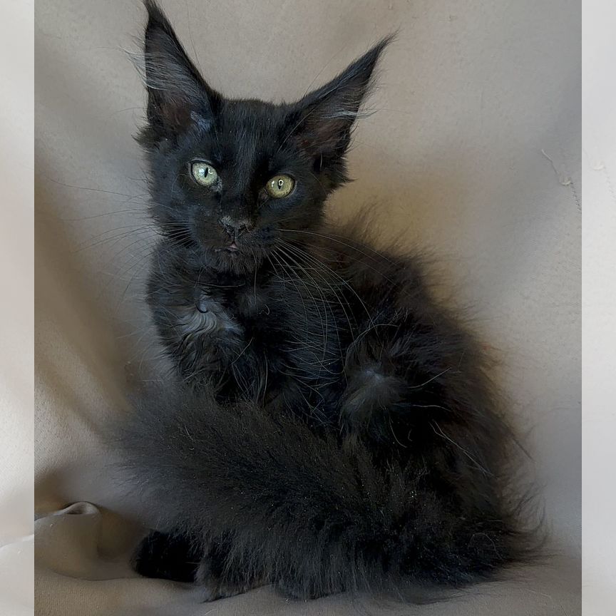 Мейн-кун котёнок