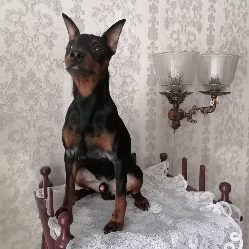 Цвергпинчер вязка кобель