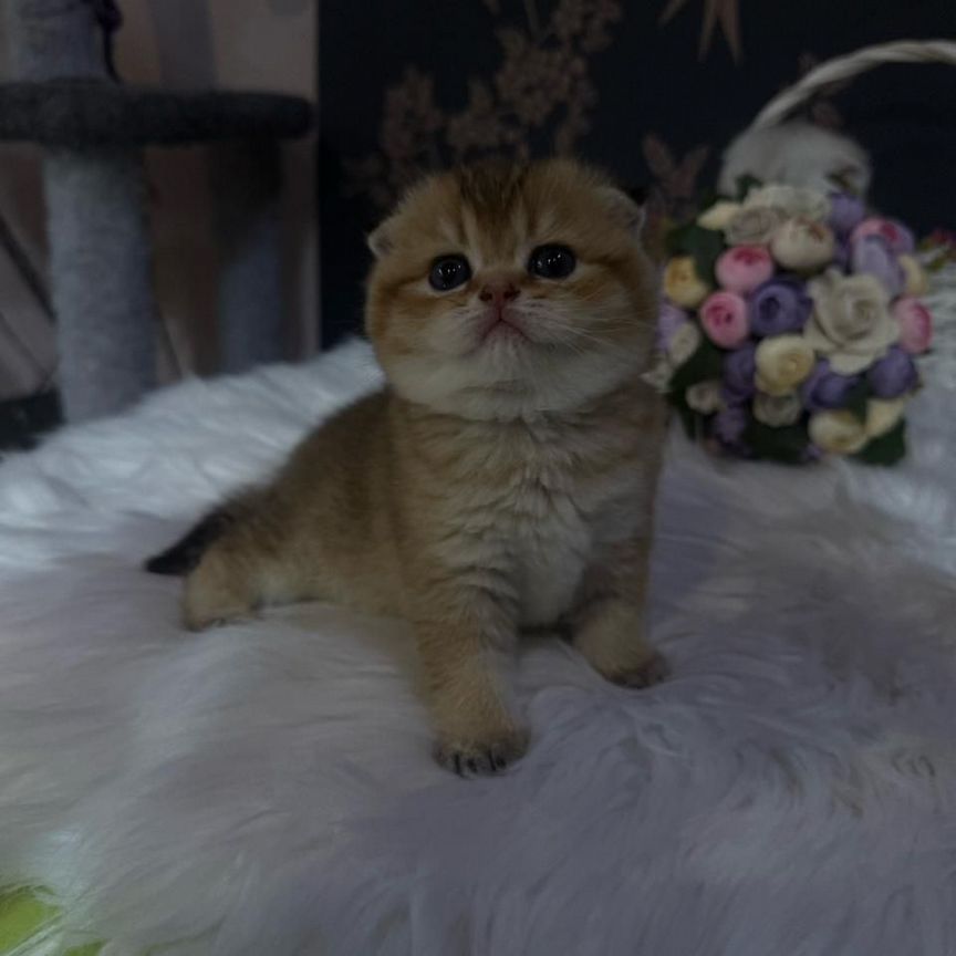 Шотландские котята