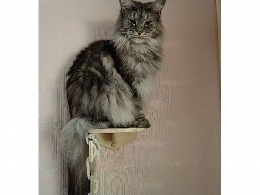 Кошачьи аксессуары на стену