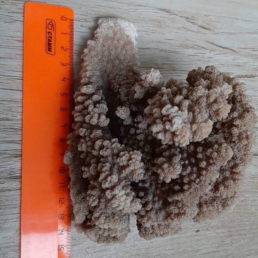 Коралл настоящий