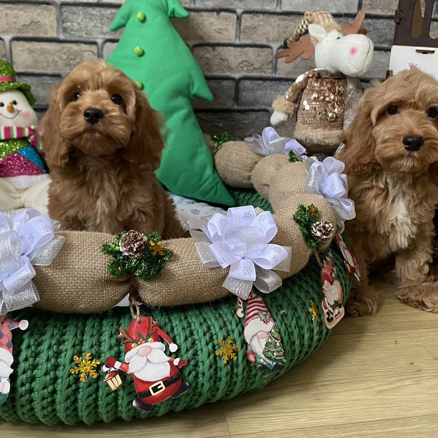 Кокапу, щенок