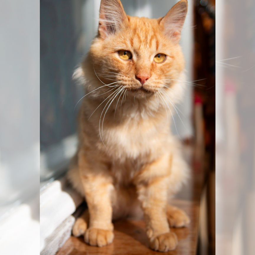 Огонёк ищет дом