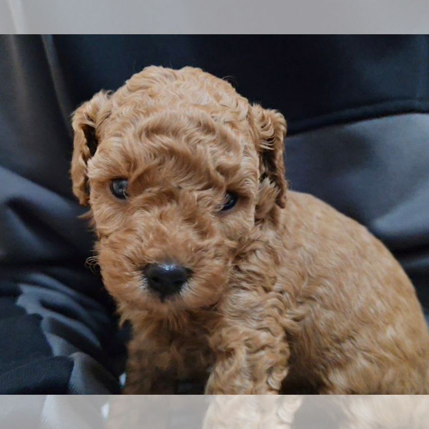 Карликовый пудель, щенок