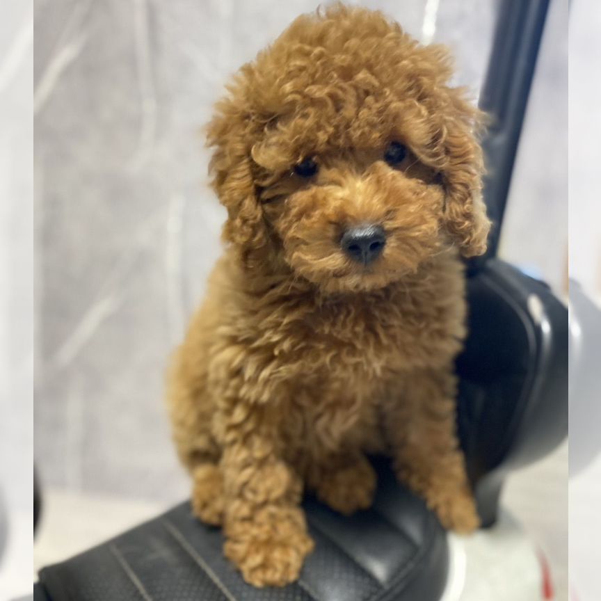 Той-пудель, щенок