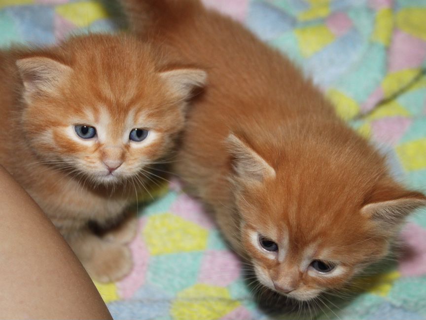 Рыжие котята