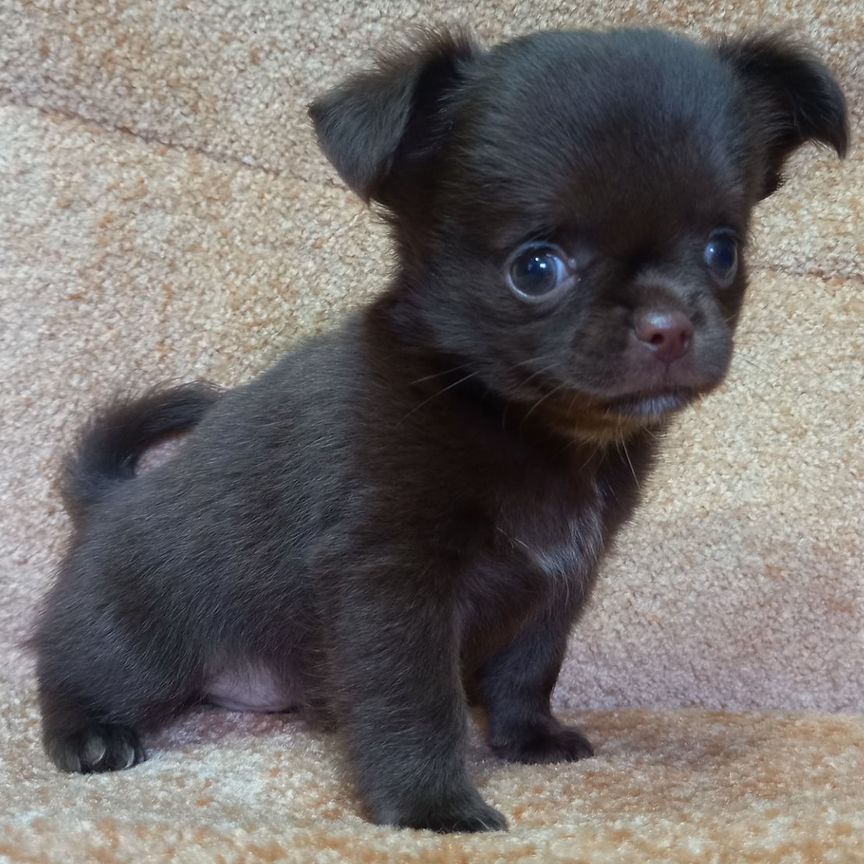 Щенки чихуахуа мини