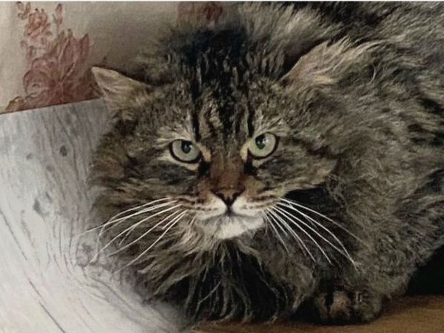 Кастрированный Антонию заботливым людям