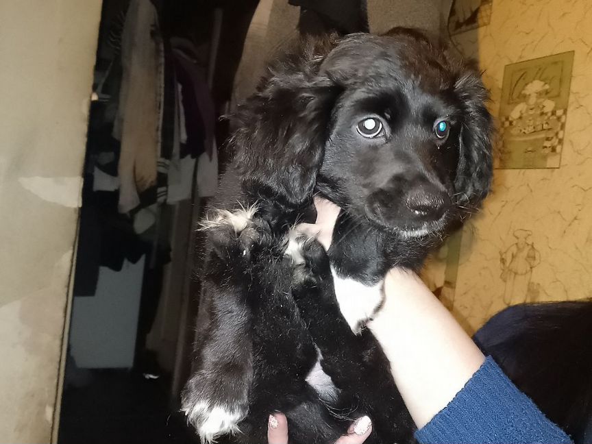 Собака в добрые руки отдам бесплатно щенки