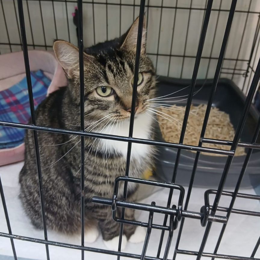 Взрослая, кошка в добрые руки