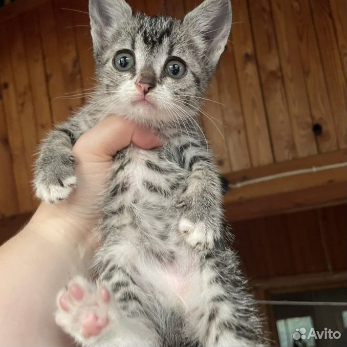 Очень особенный котенок девочка