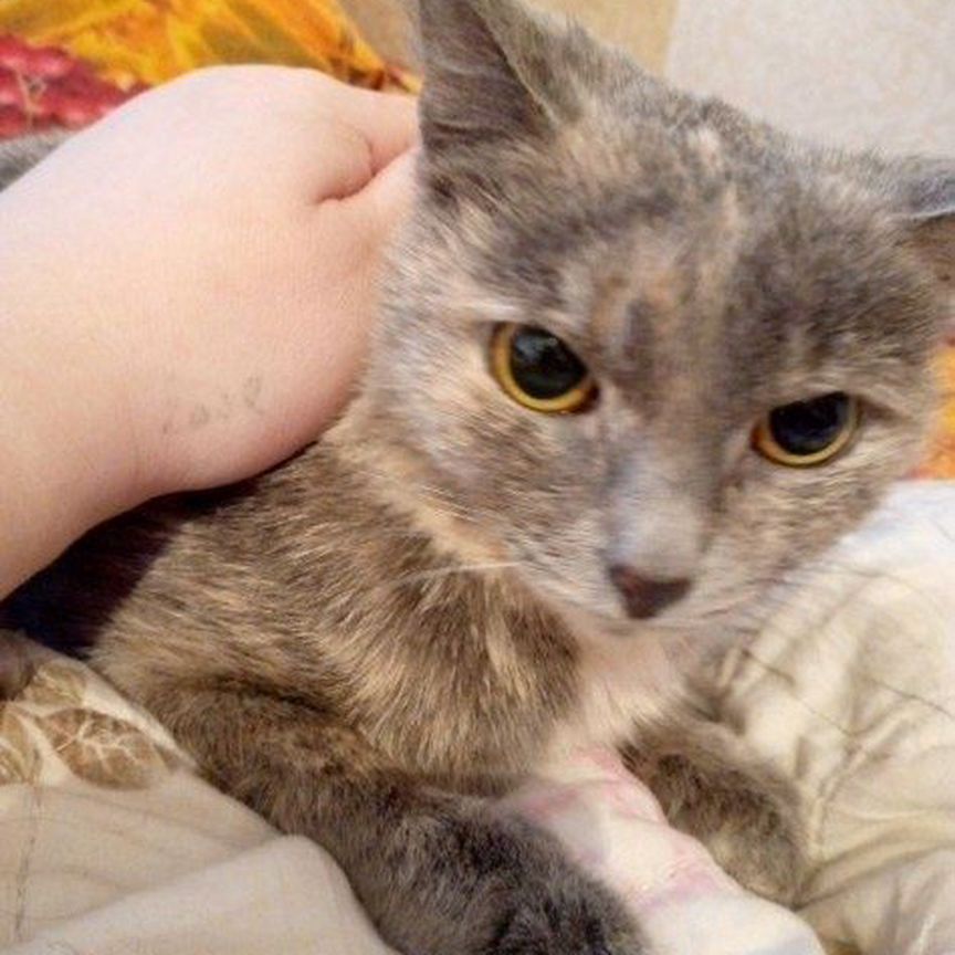 Кошечка ищет дом или передержку Хочет чуда